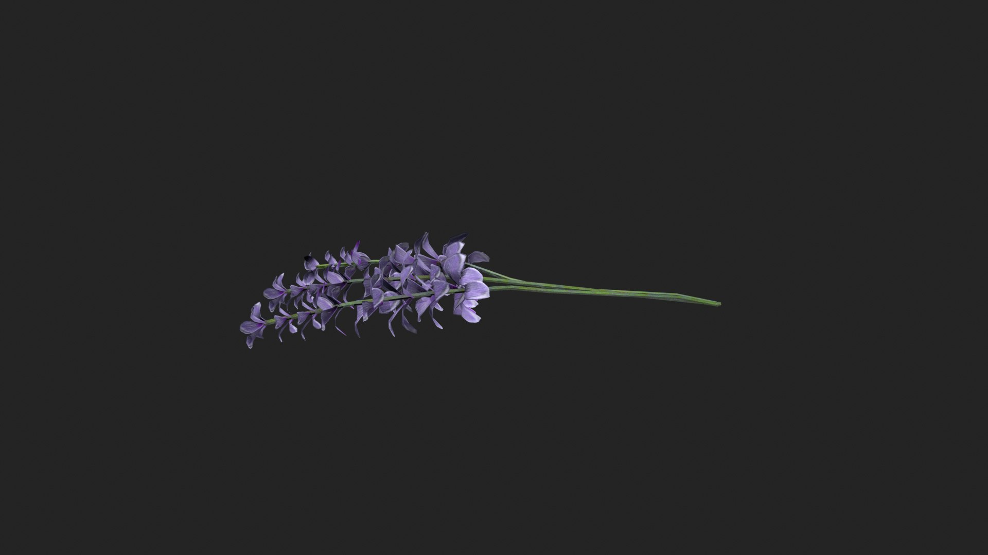 3D Medieval Lavender Model - TurboSquid 2322775