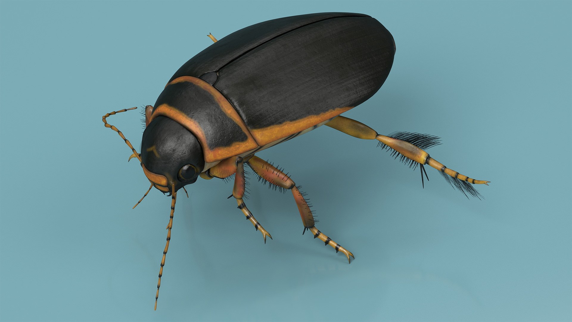 3D Aquatic Beetle Brown Realistic Floating - TurboSquid 2248782