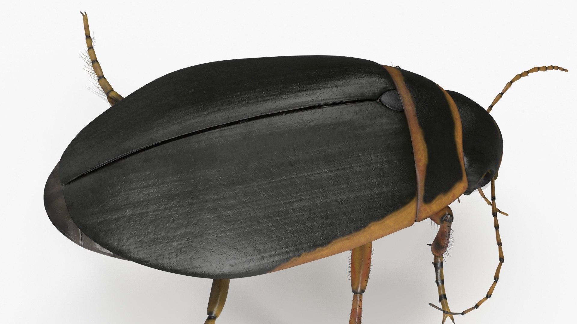 3D Aquatic Beetle Brown Realistic Floating - TurboSquid 2248782