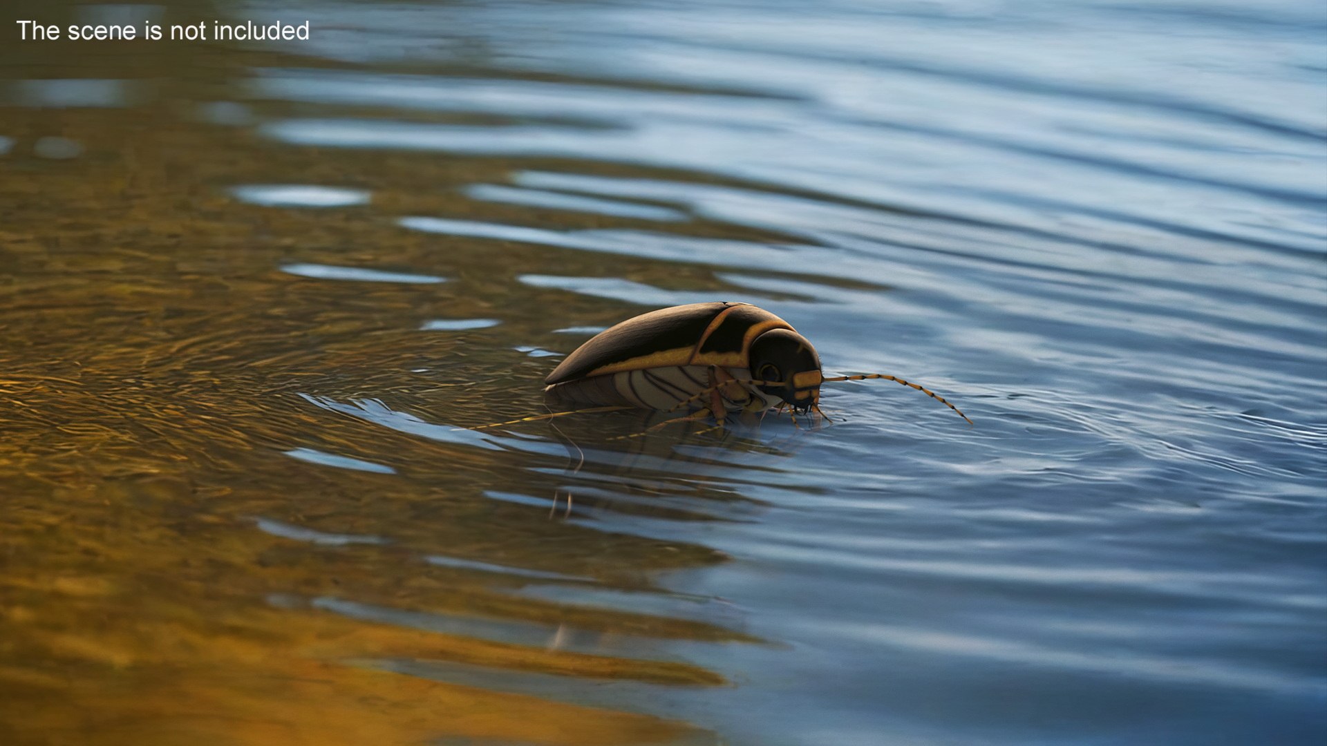 3D Aquatic Beetle Brown Realistic Floating - TurboSquid 2248782