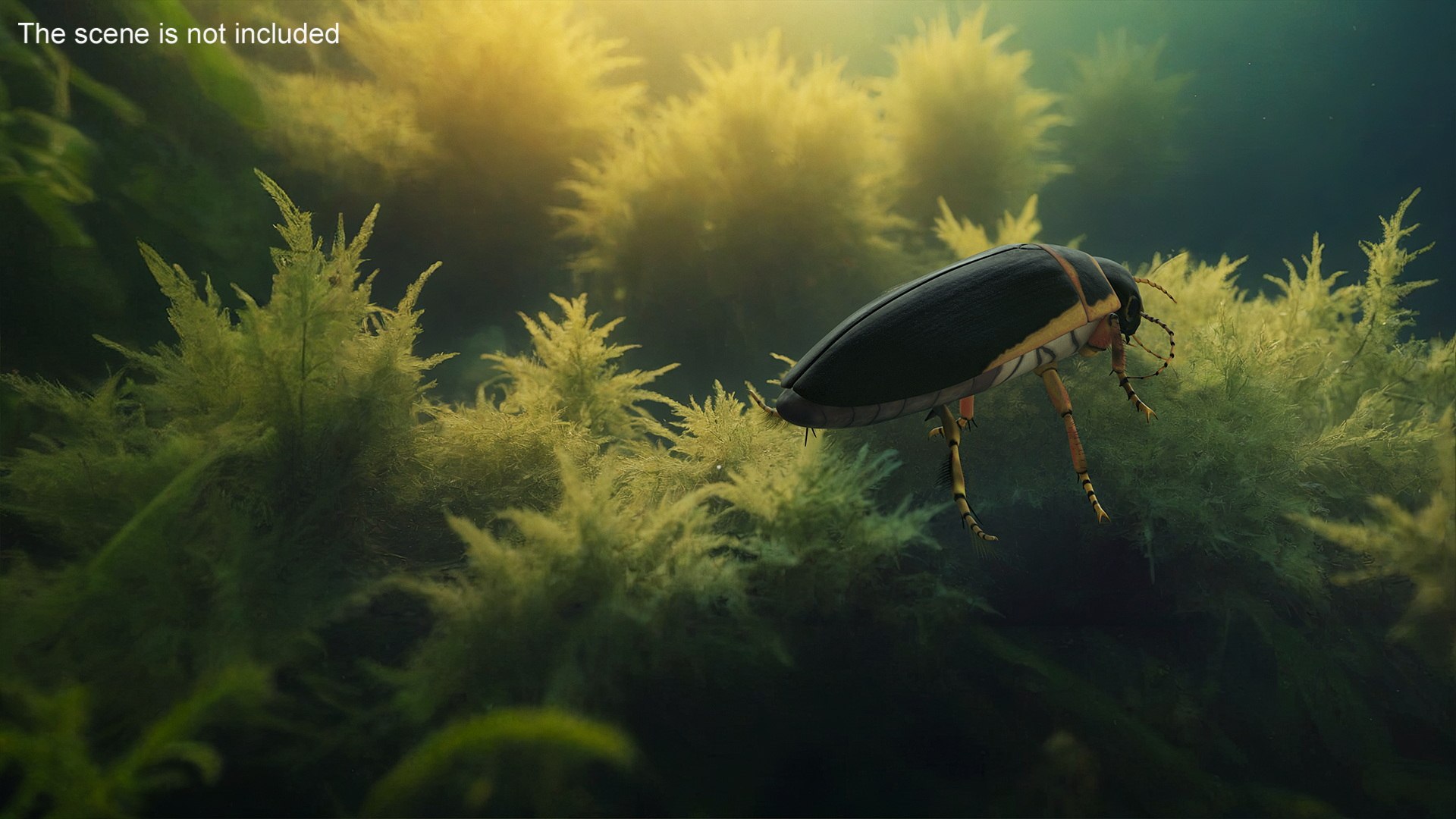 3D Aquatic Beetle Brown Realistic Floating - TurboSquid 2248782