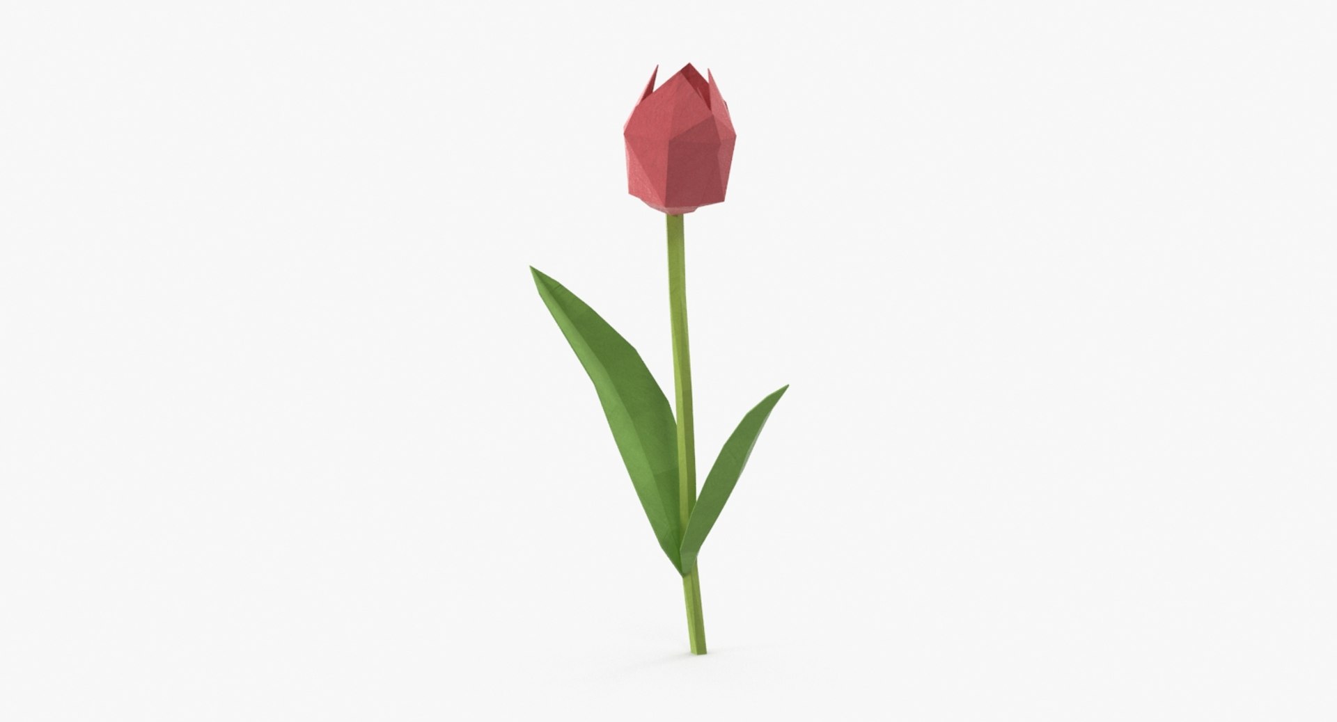 Tulip Design 3d Max