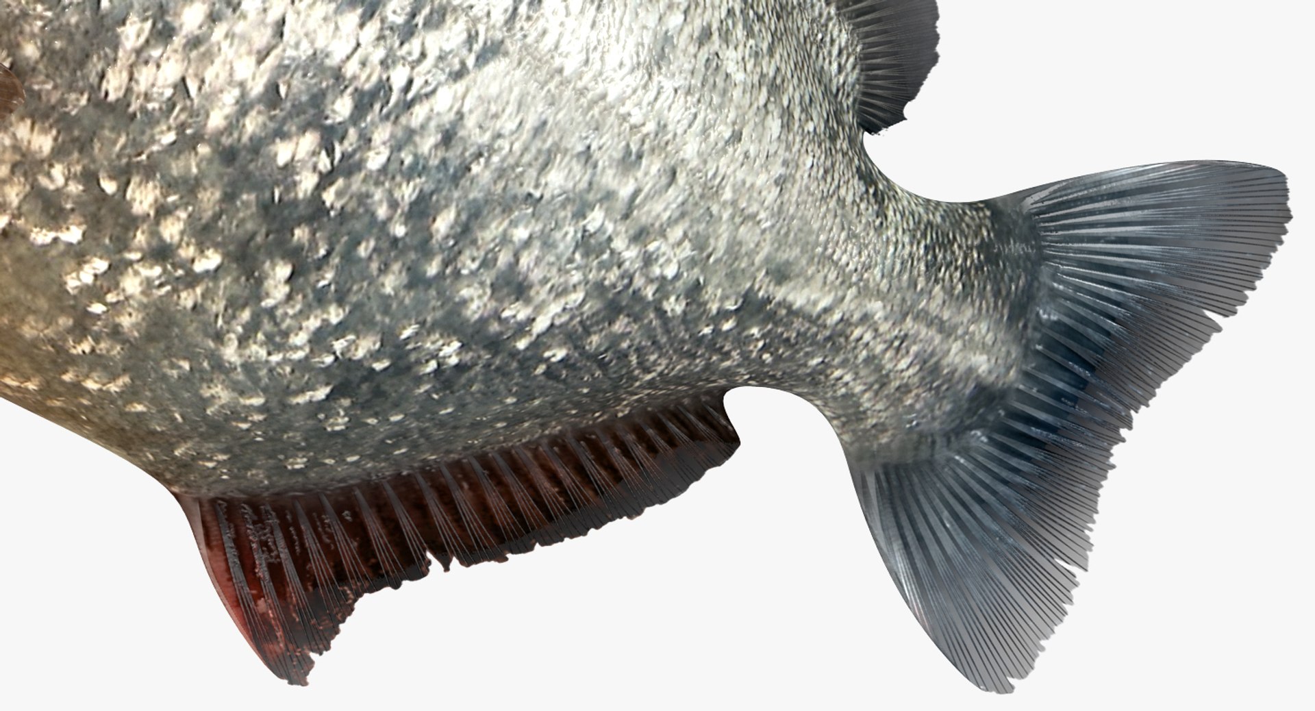 3D danger fishes - TurboSquid 1424620