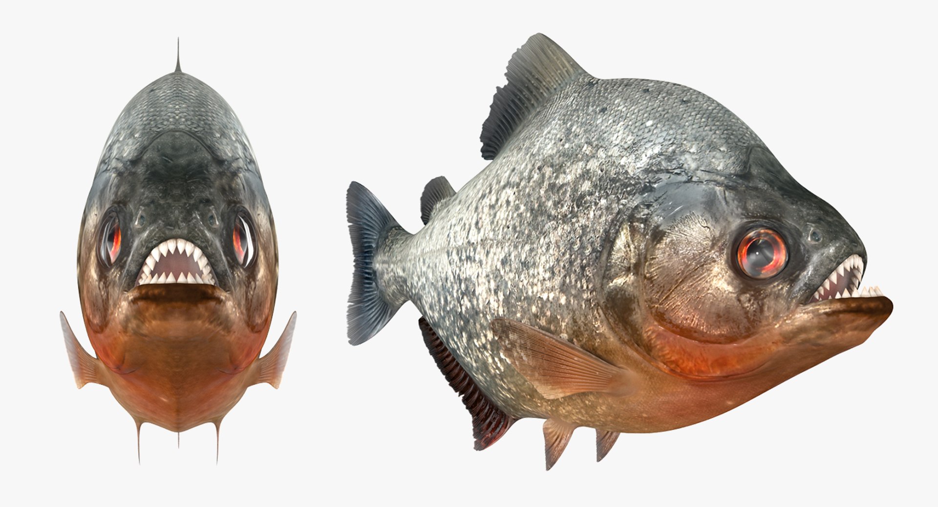 3D Danger Fishes - TurboSquid 1424620