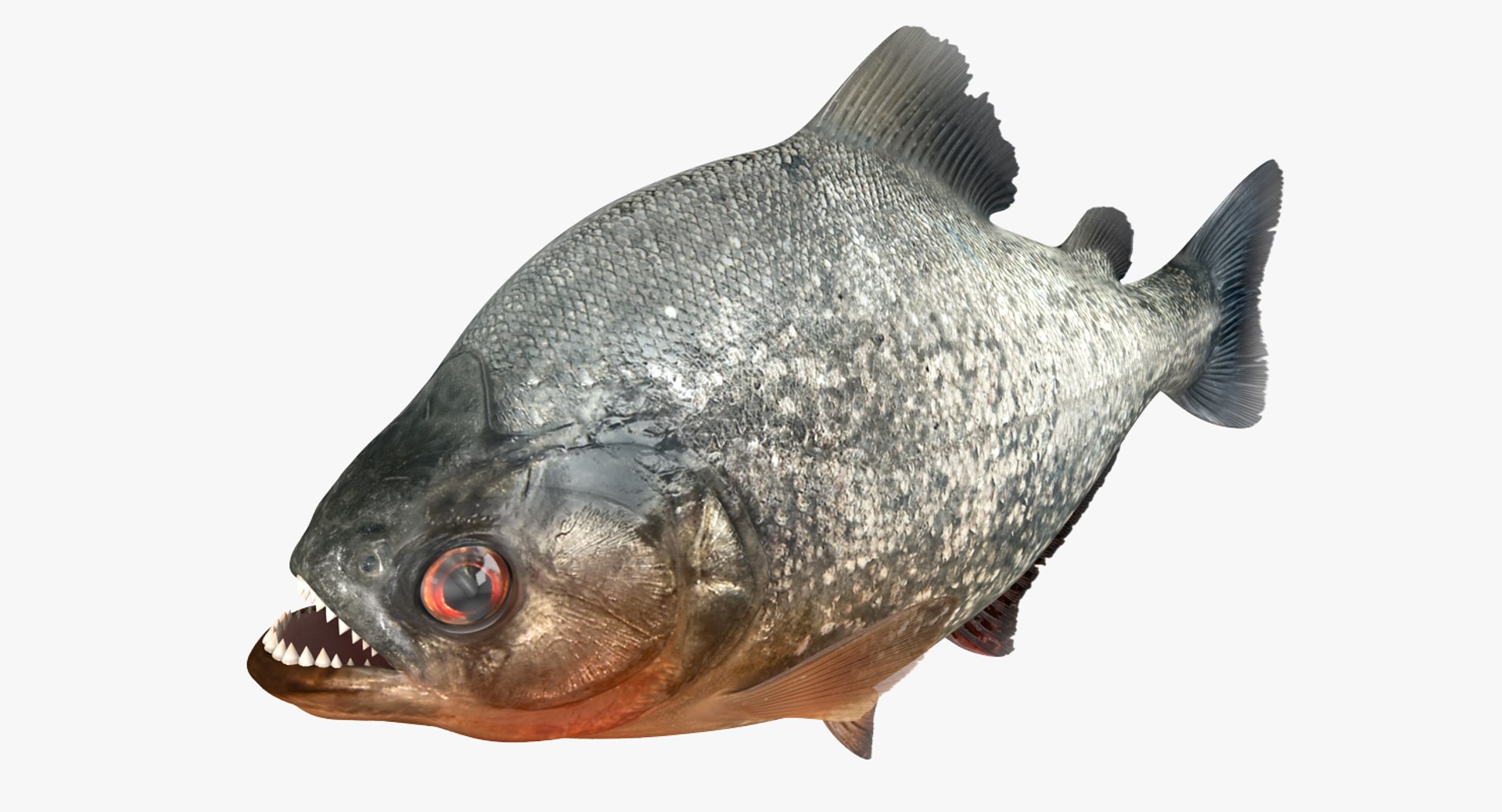 3D Danger Fishes - TurboSquid 1424620