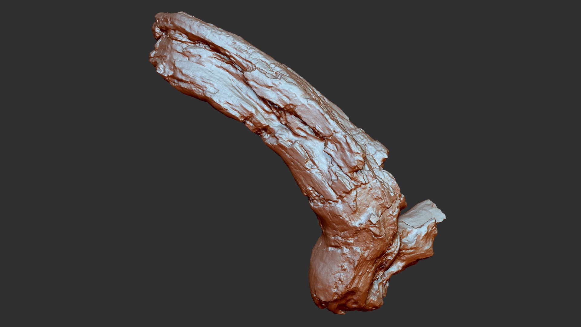 3D 3d Scan Of Tree Trunk In Highpoly - TurboSquid 2152044