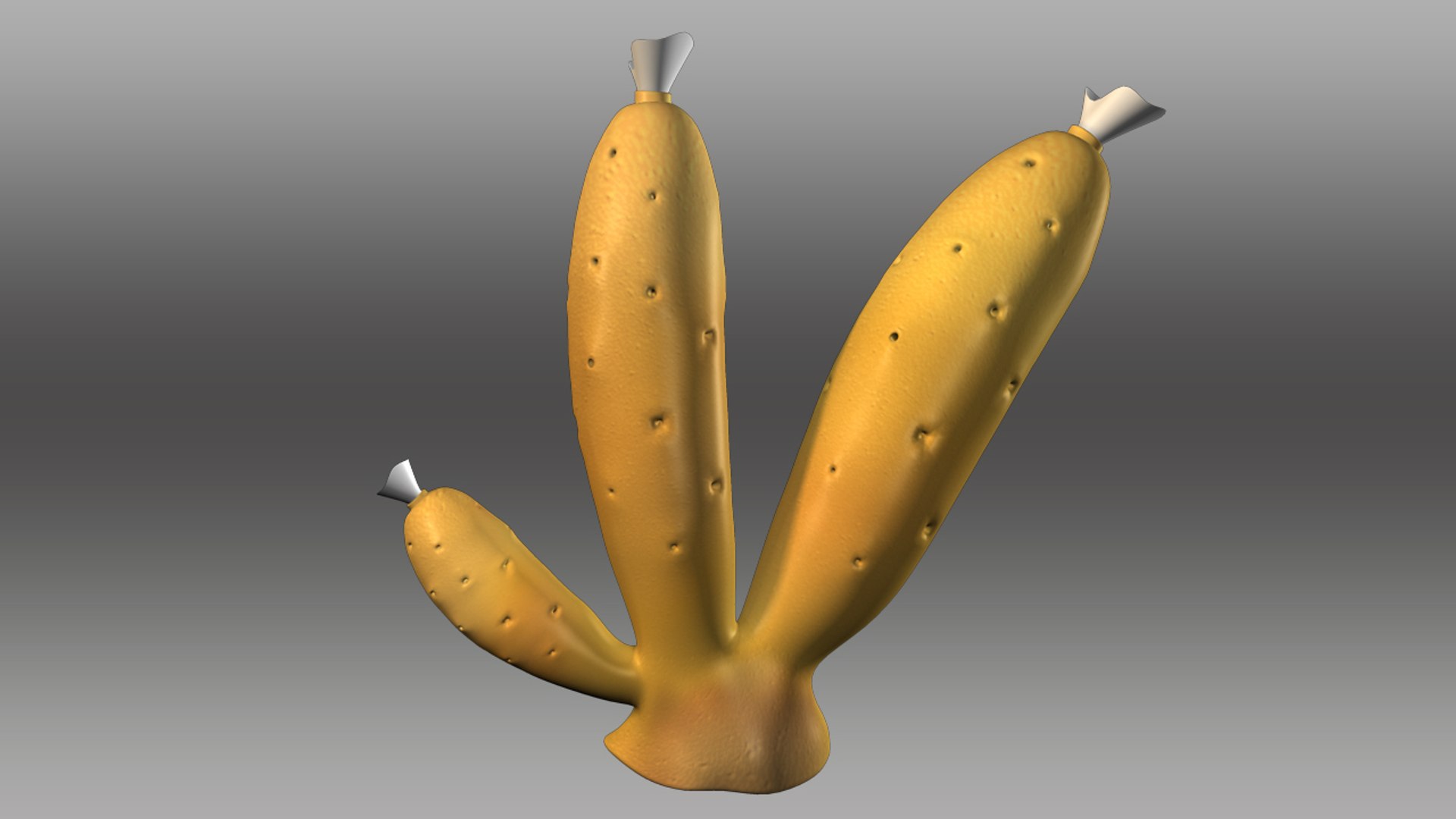 3d Sycon Calcareous Sponges