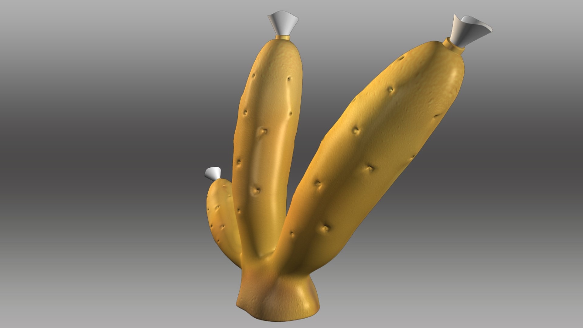 3d Sycon Calcareous Sponges