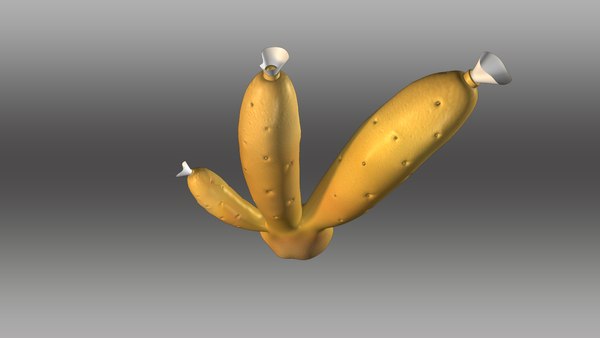 Sycon 3D-Modell - TurboSquid 772204