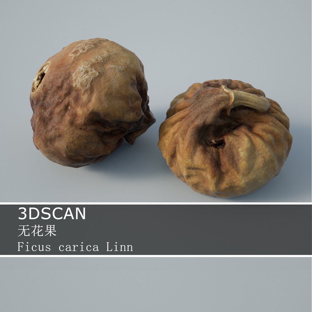 3D 3DSCAN-Traditional Chinese Medicine-Ficus Carica Linn - TurboSquid ...