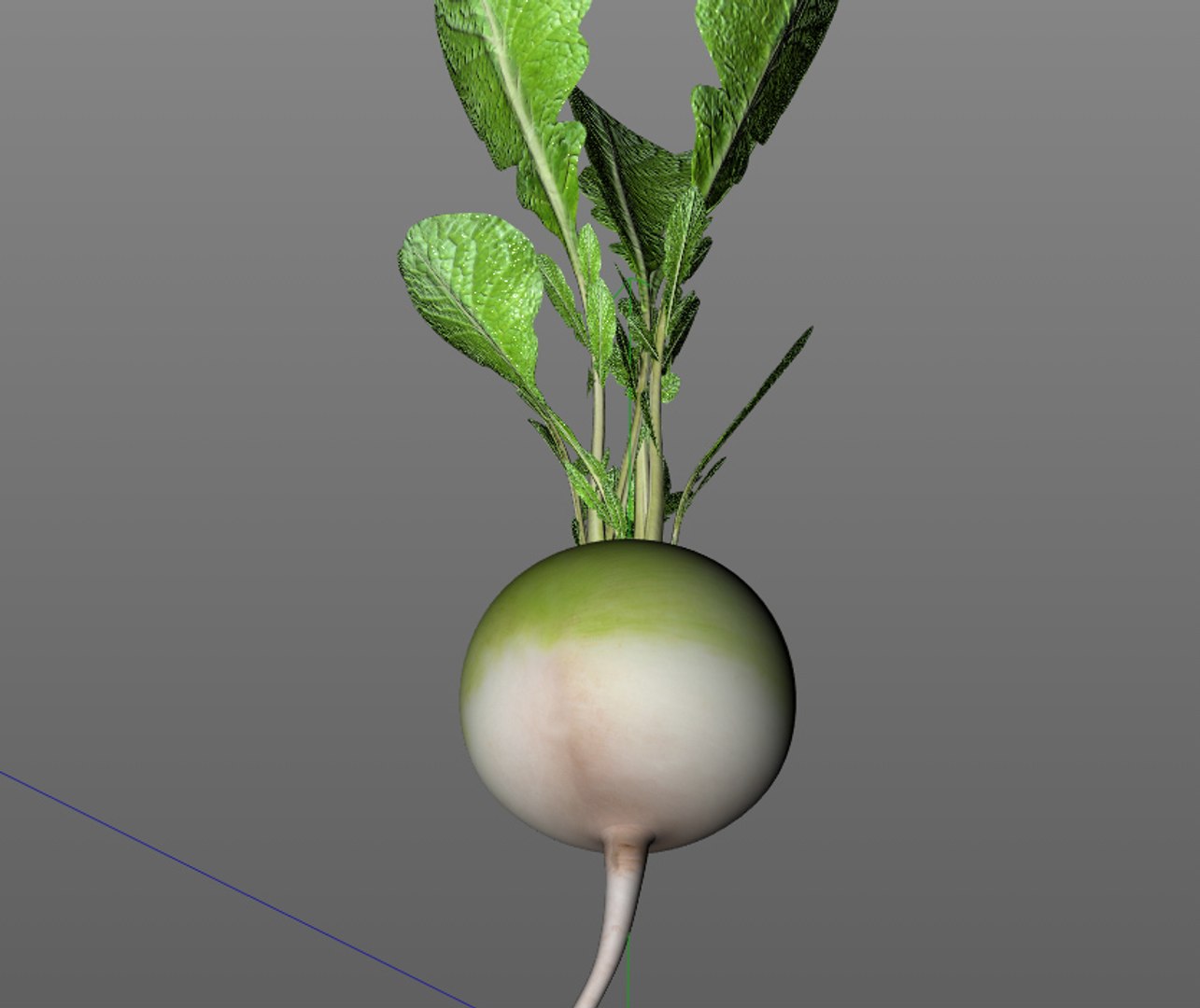 Radish 3D Model - TurboSquid 1544598