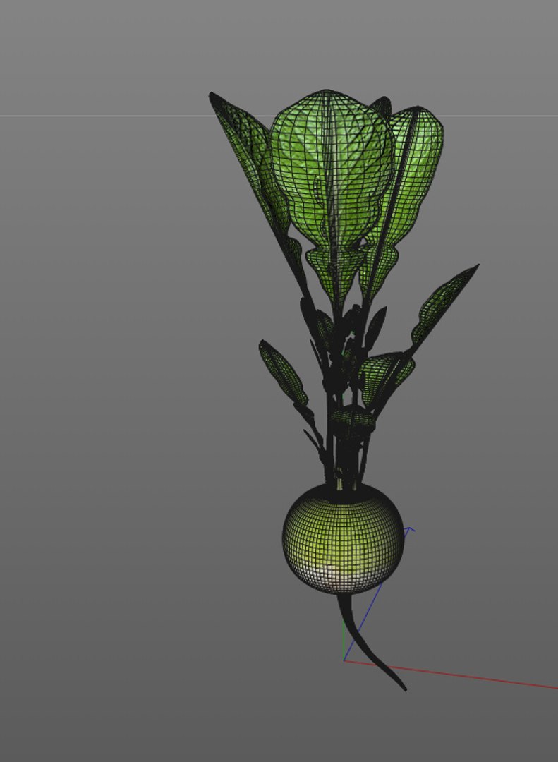Radish 3D Model - TurboSquid 1544598