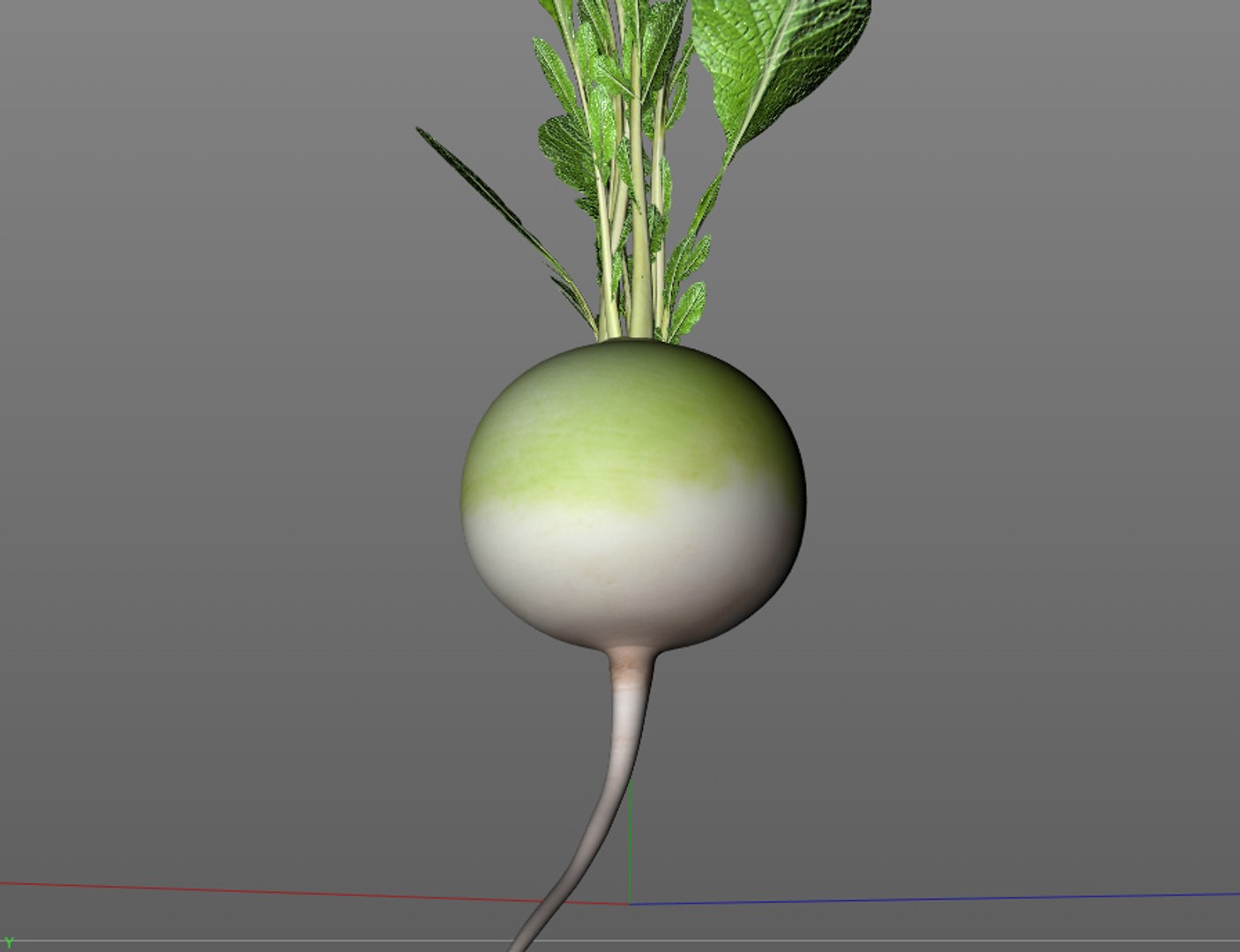 Radish 3D Model - TurboSquid 1544598