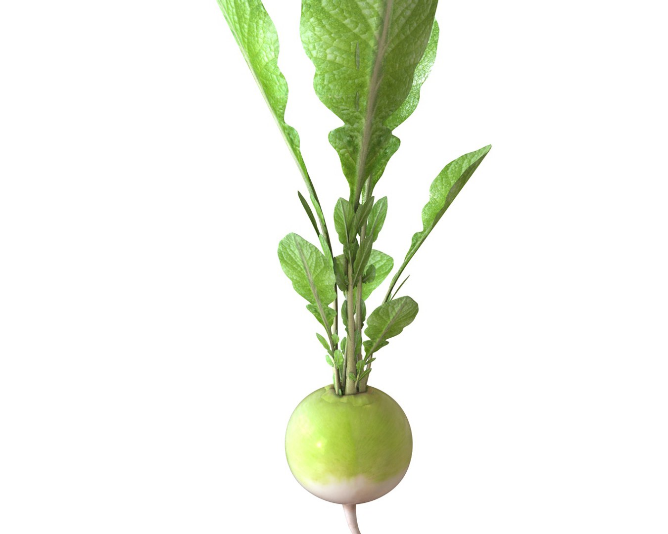 Radish 3D Model - TurboSquid 1544598