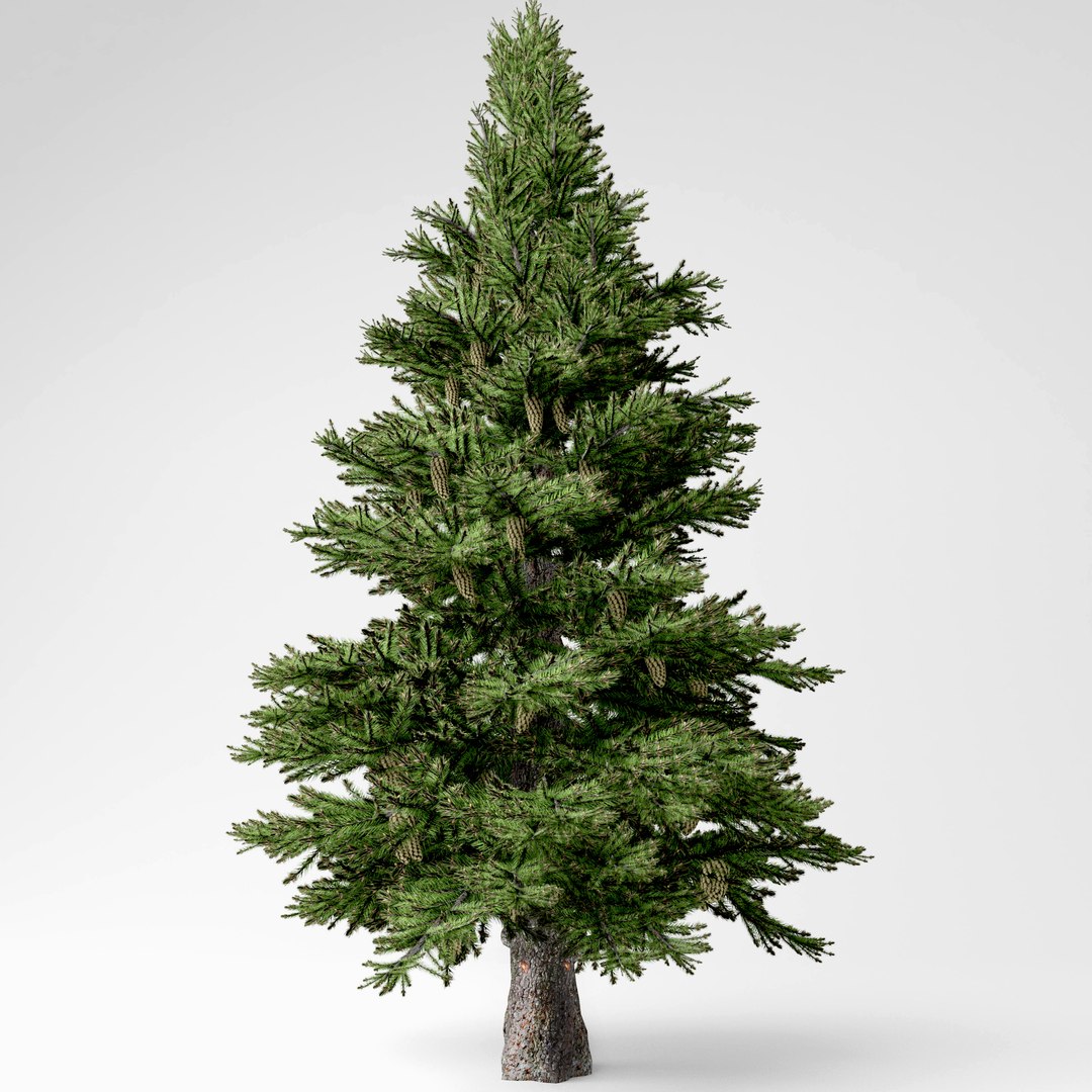 3D Spruce Tree Model - TurboSquid 1471541