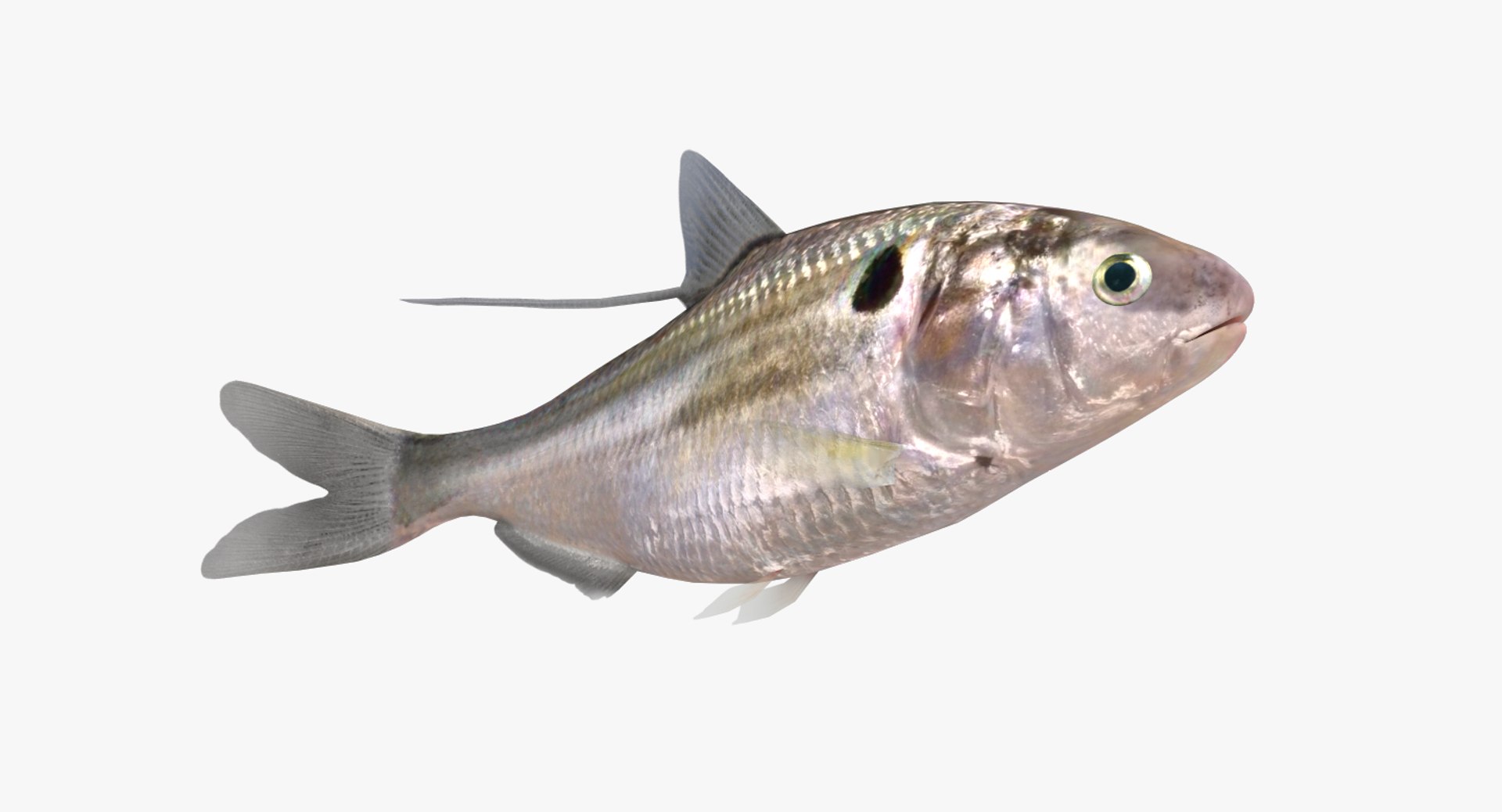 Gizzard Shad 3D Model - TurboSquid 1276147