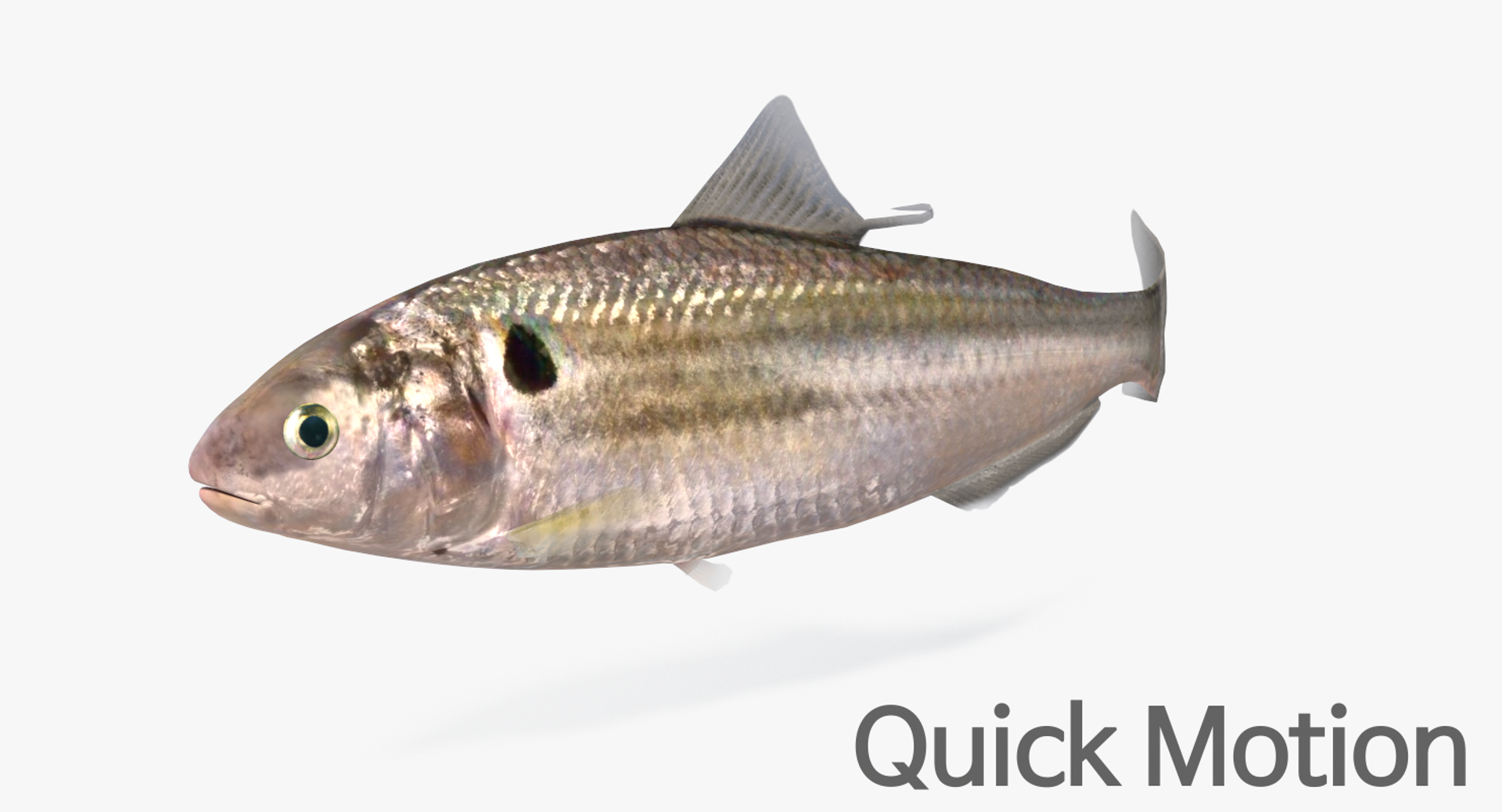 Gizzard Shad 3D Model - TurboSquid 1276147