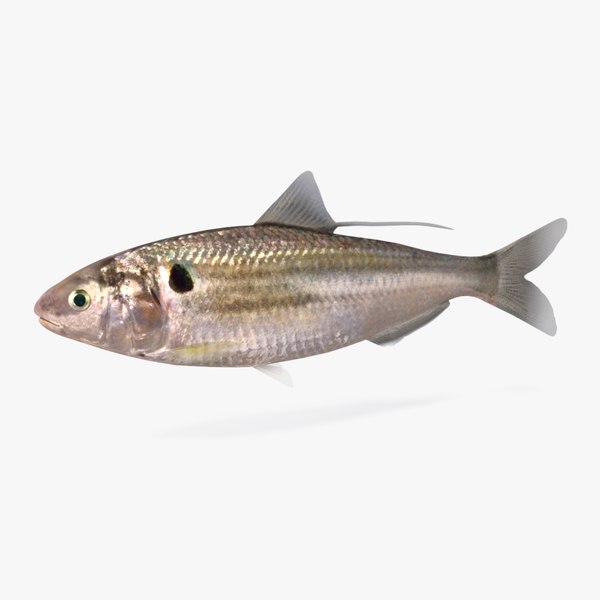 Gizzard shad 3D model - TurboSquid 1276147