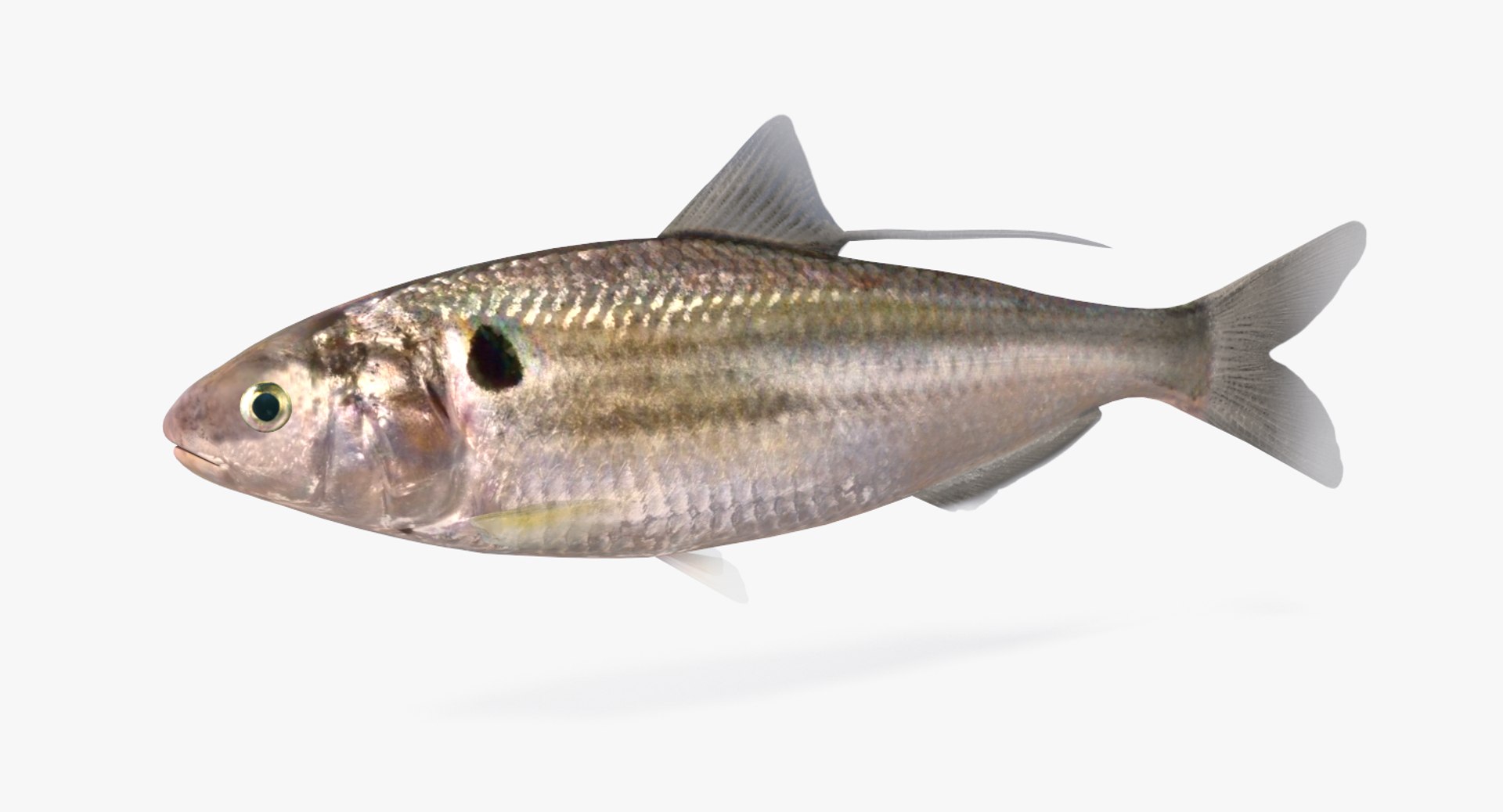 Gizzard Shad 3D Model - TurboSquid 1276147