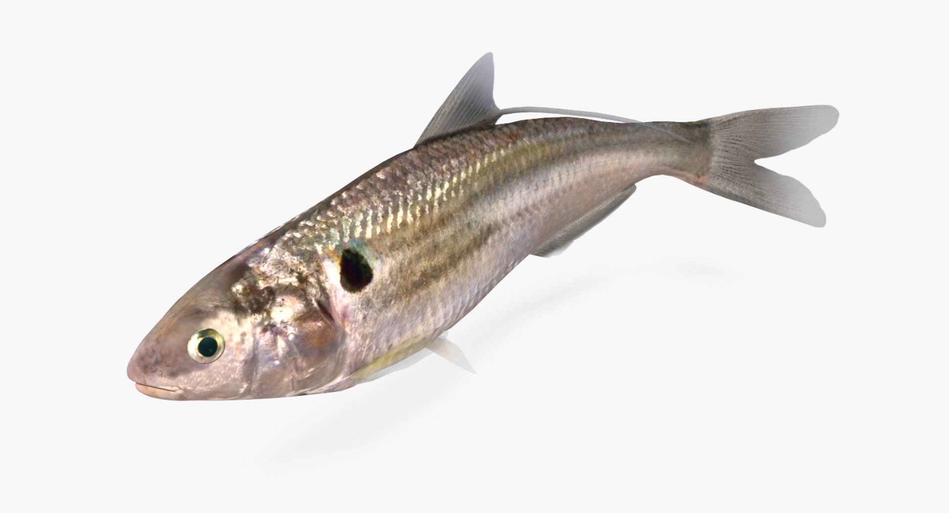 Gizzard Shad 3D Model - TurboSquid 1276147