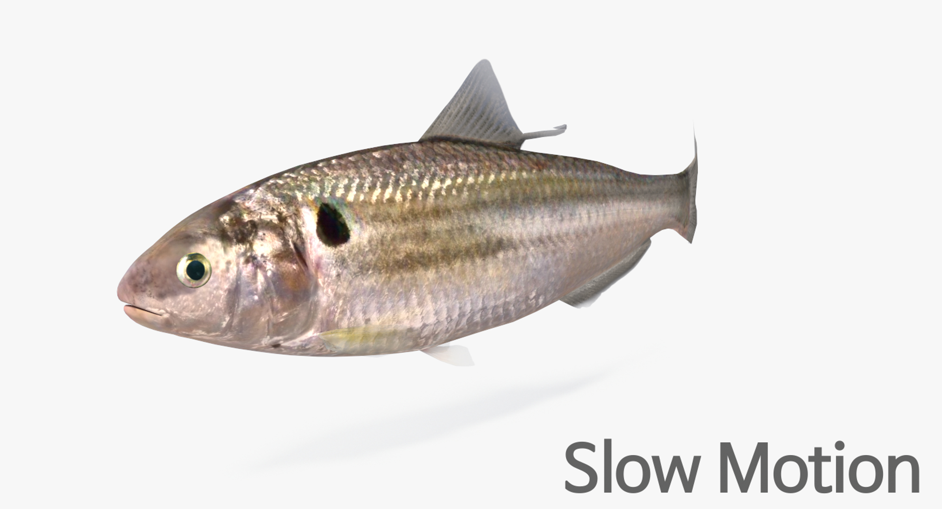 Gizzard Shad 3D Model - TurboSquid 1276147