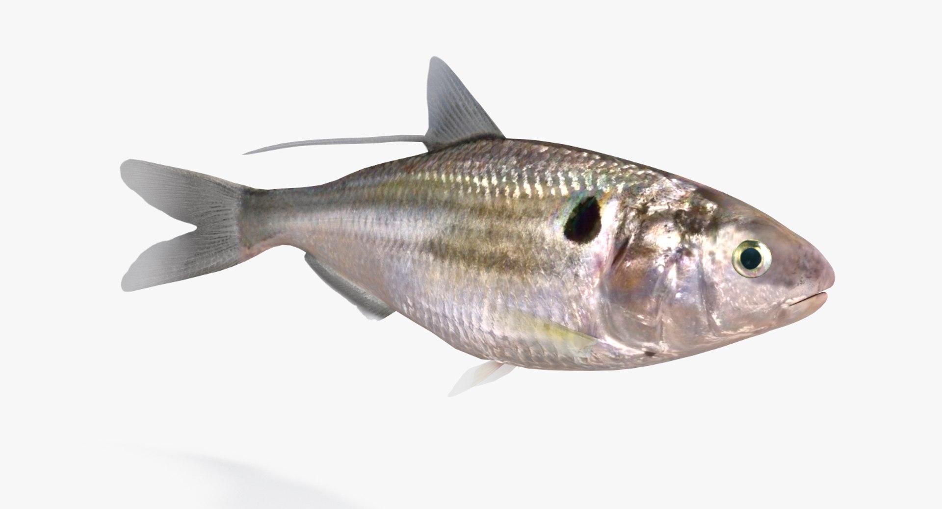 Gizzard Shad 3D Model - TurboSquid 1276147