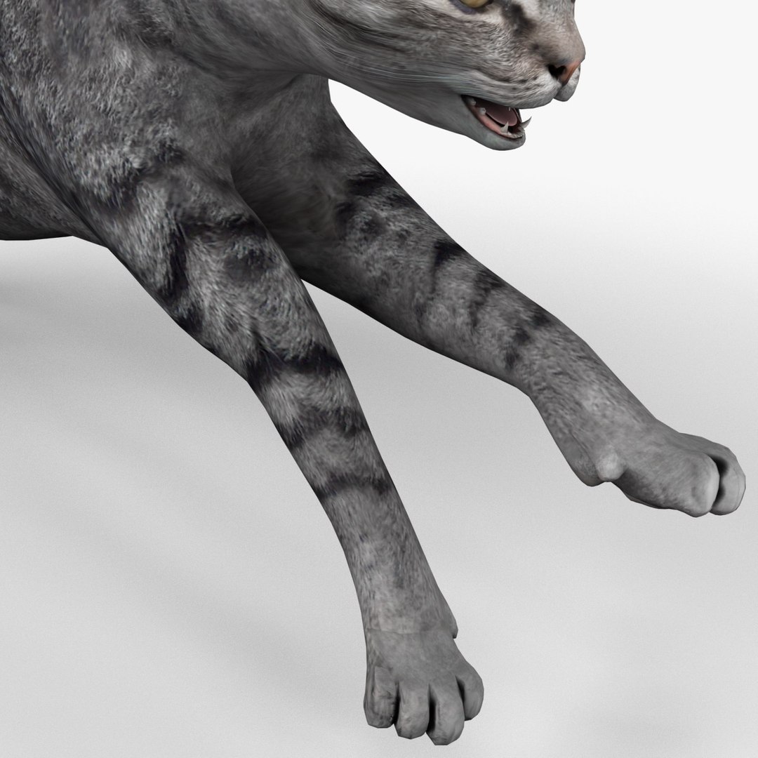 3d c4d cat 3 pose 2