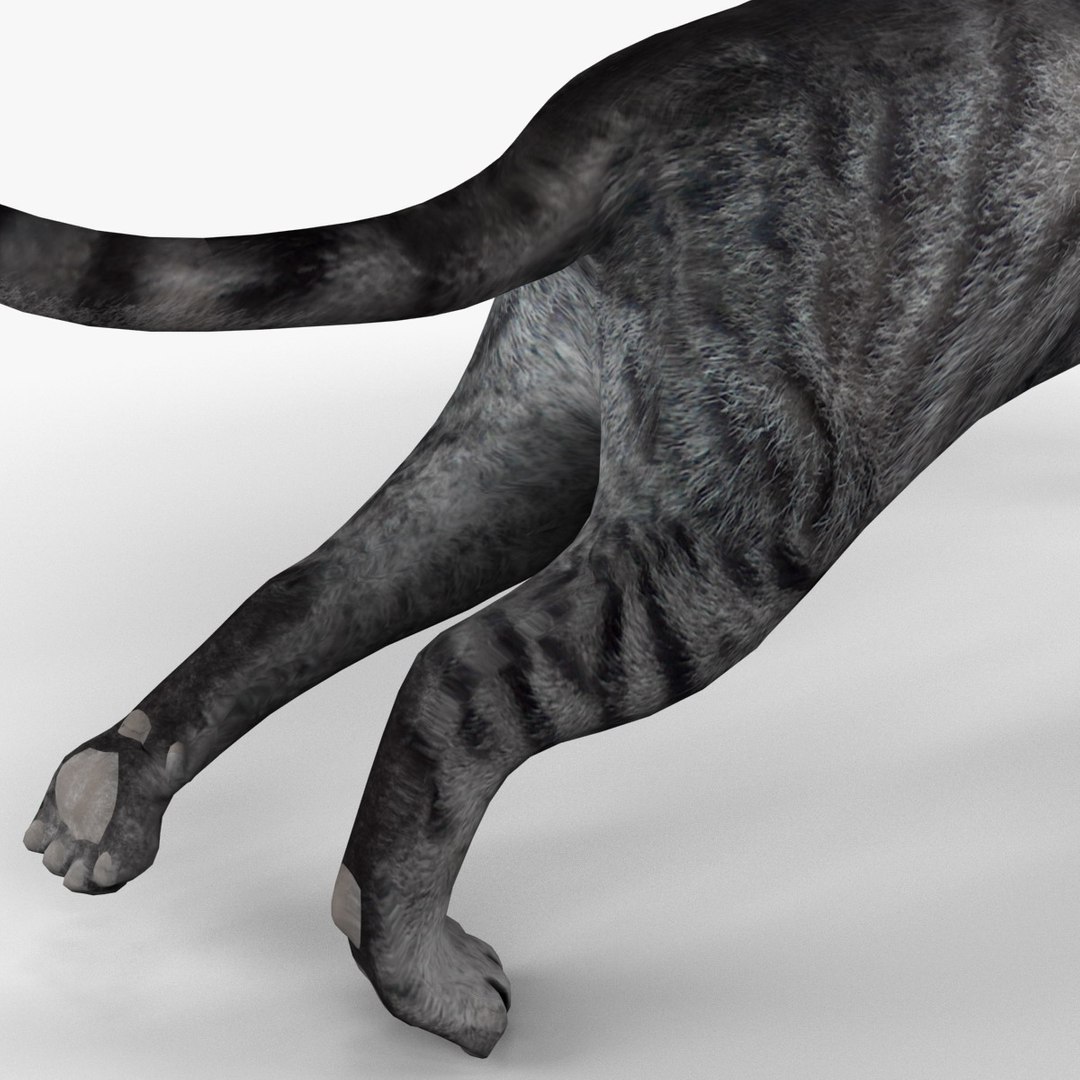3d c4d cat 3 pose 2