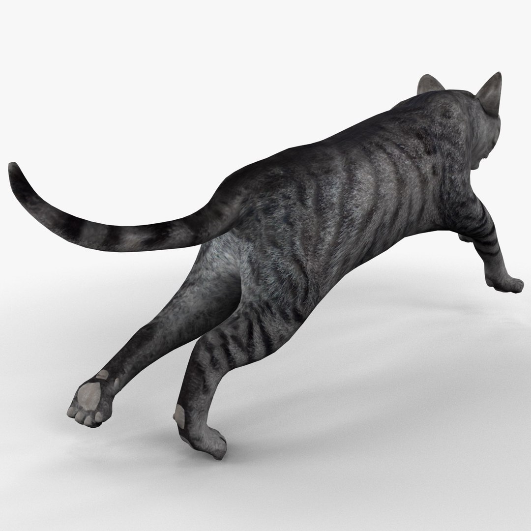 3d c4d cat 3 pose 2