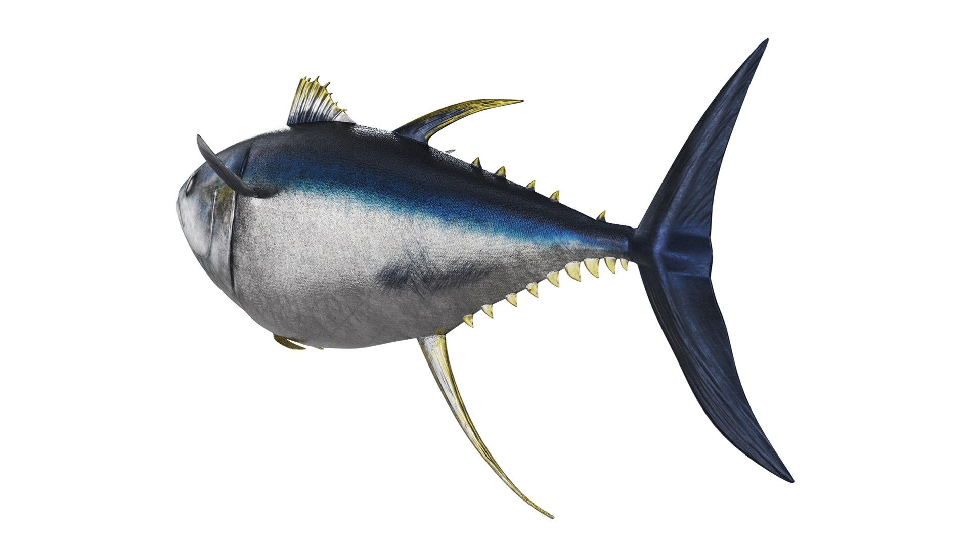3D Tuna Fish - TurboSquid 1869462