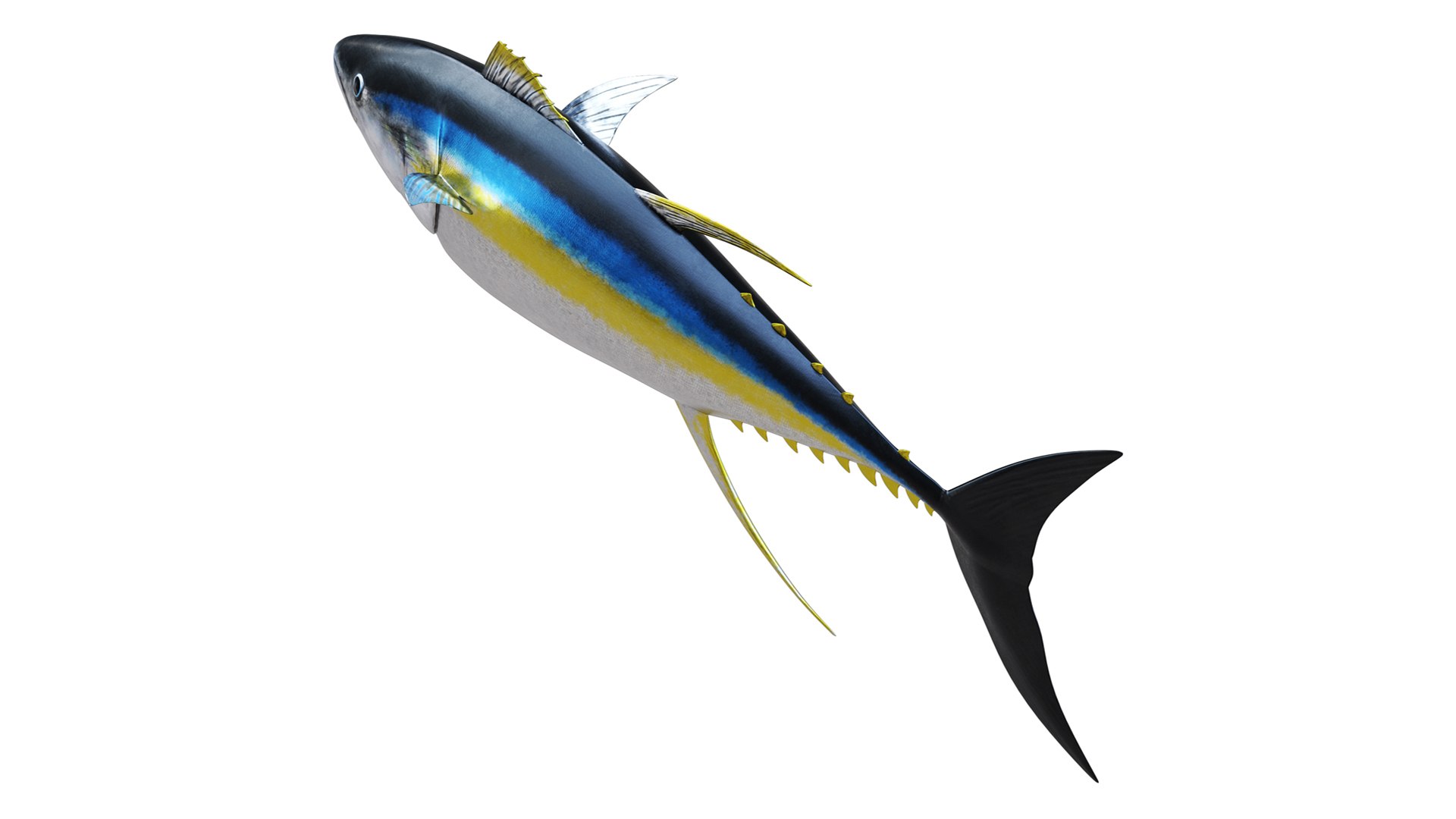 3D Tuna Fish - TurboSquid 1869462