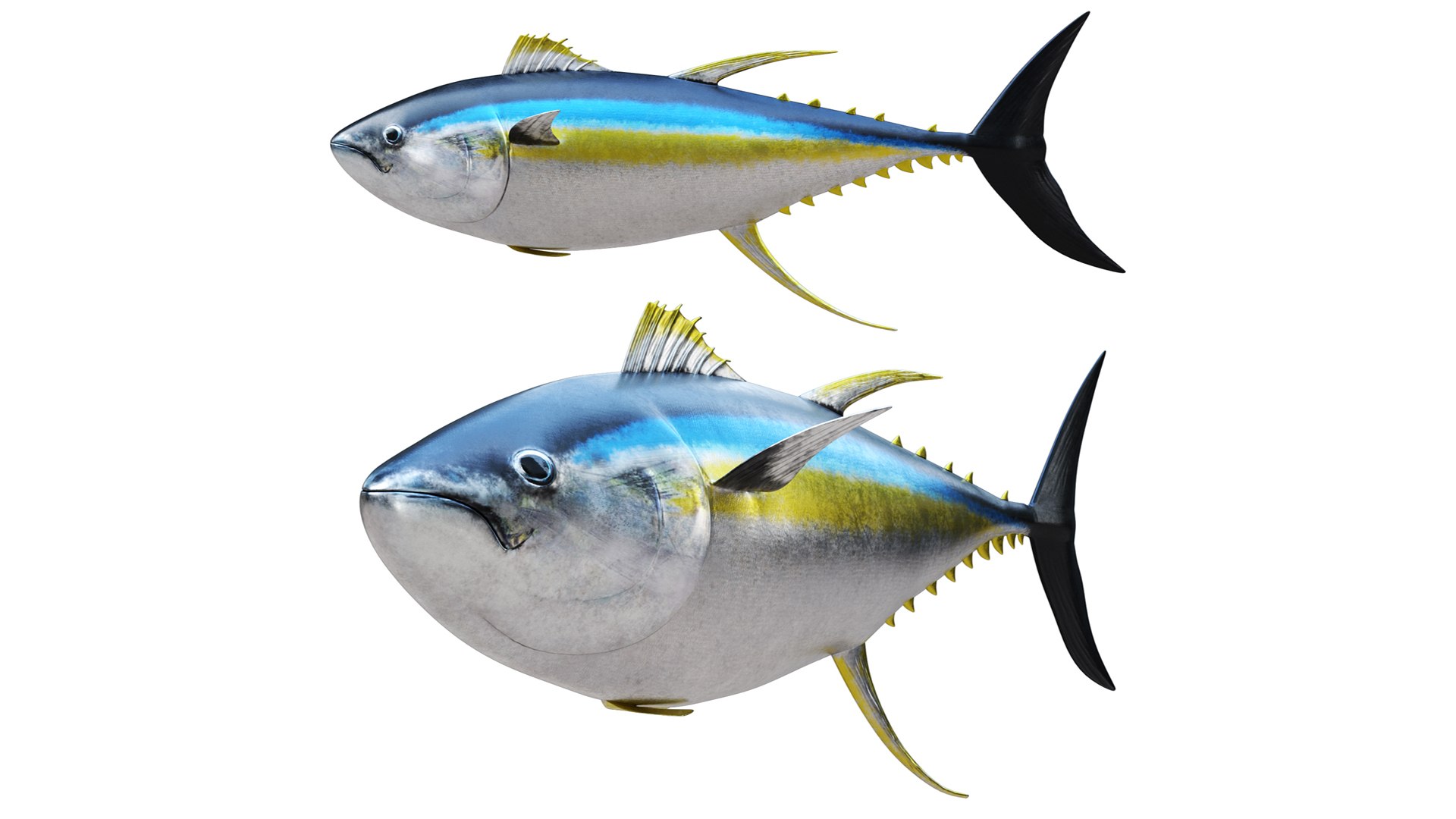 3D Tuna Fish - TurboSquid 1869462