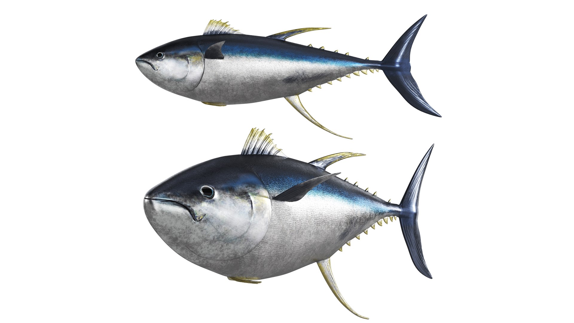 3D Tuna Fish - TurboSquid 1869462