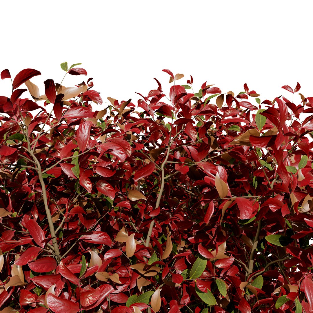 Flowering And Fall Virginia Sweetspire Bushes Model - TurboSquid 2182958