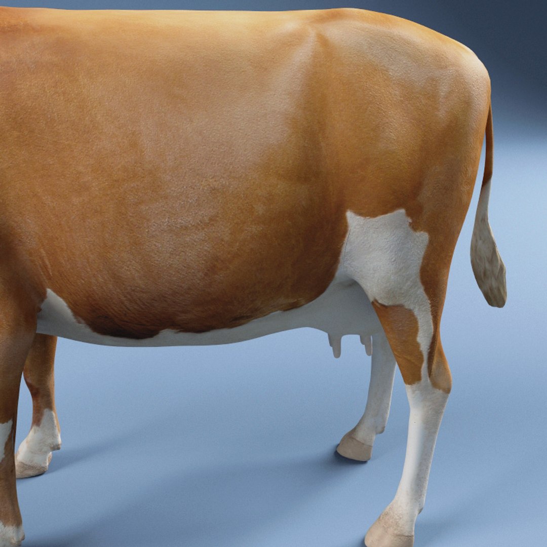 cow modelled 3d model