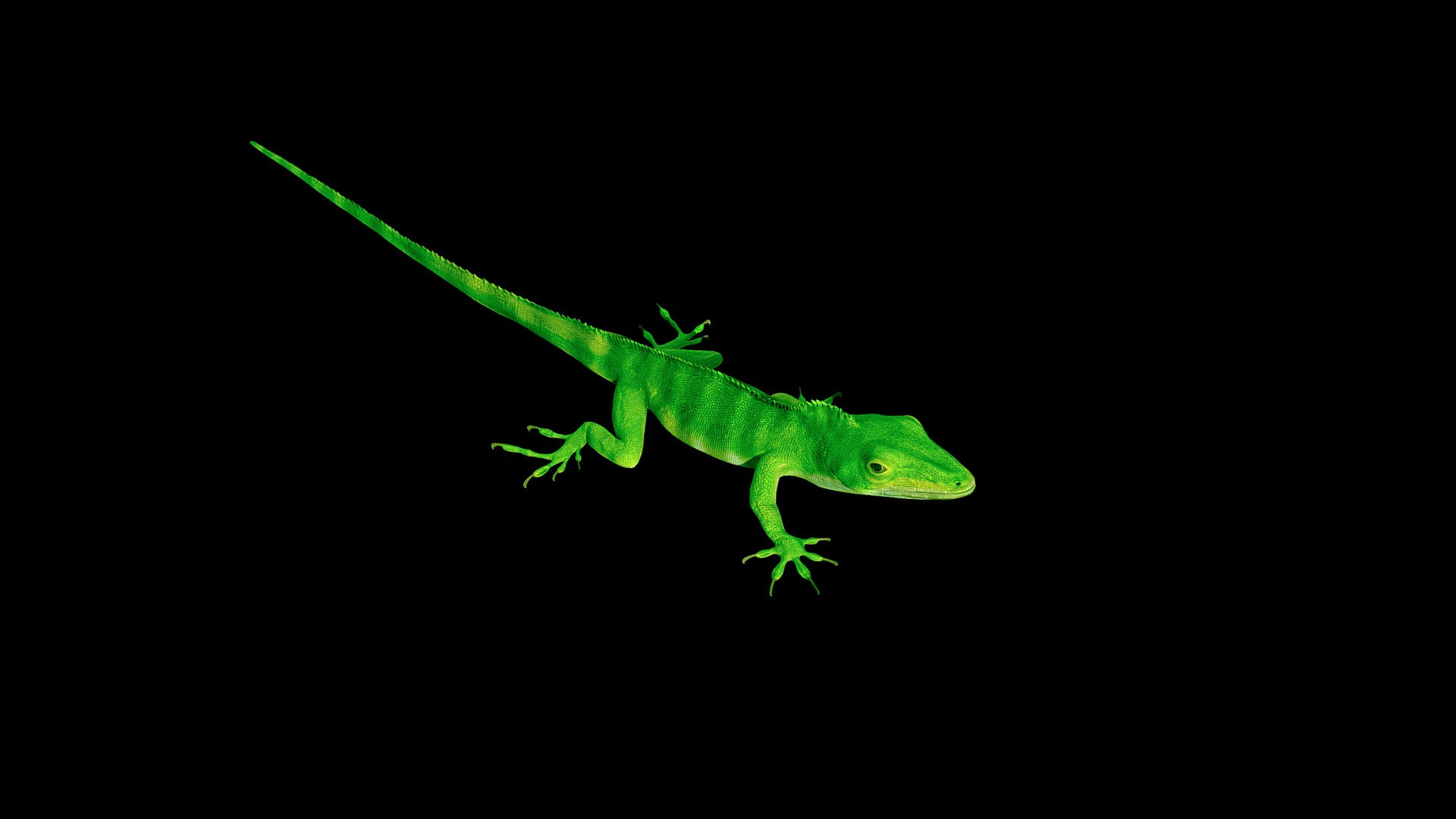 Lizard 3D Animated 3D Model - TurboSquid 1845193