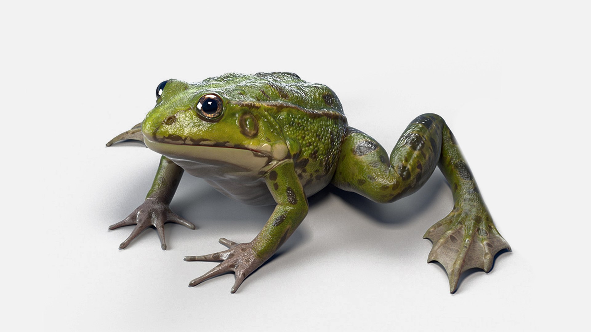 3D pool frog - TurboSquid 1616265