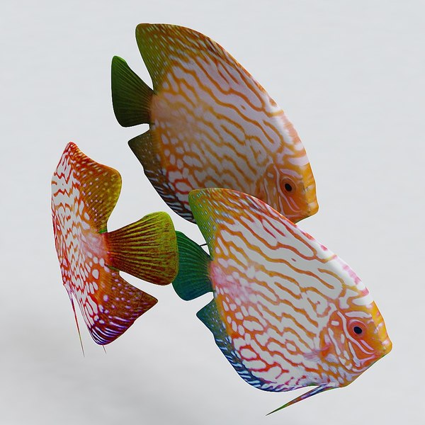 fish 3d model