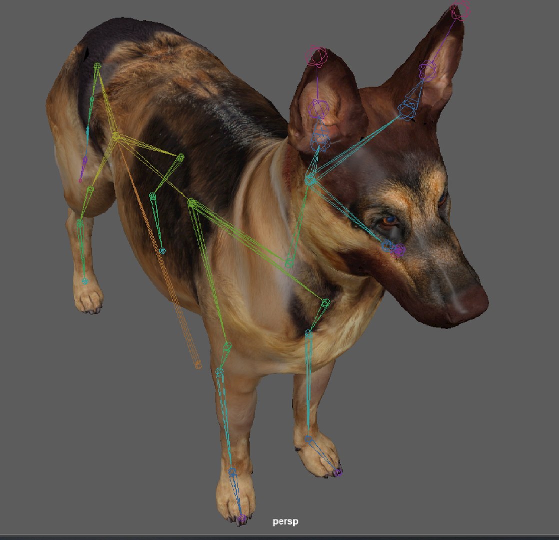 3D Model German Shepherd - Dog Rig - TurboSquid 1884771