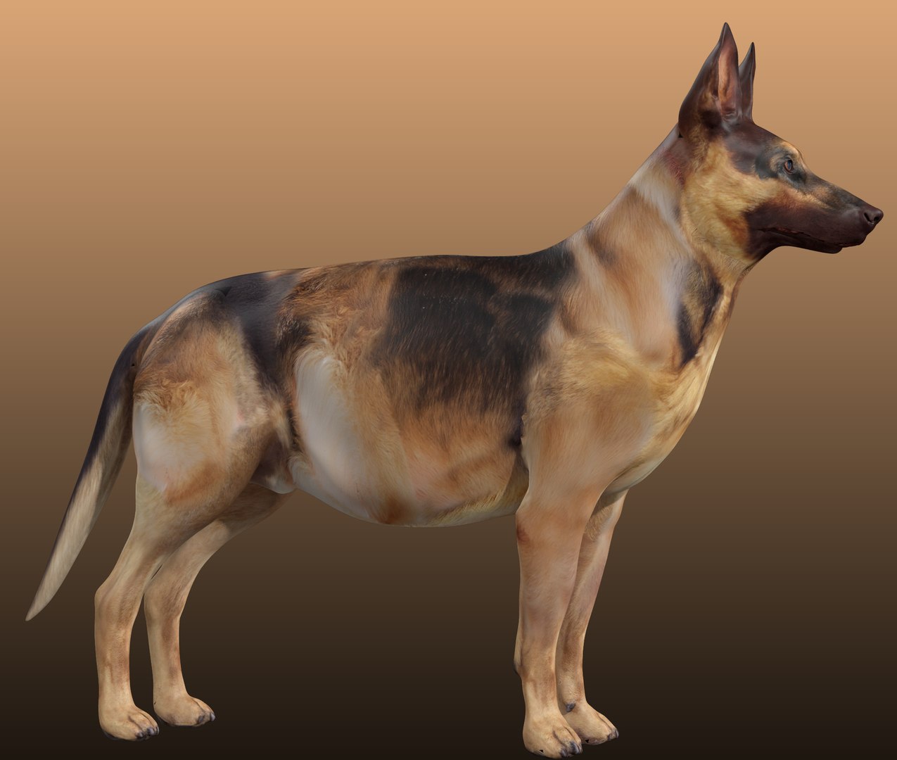 3D Model German Shepherd - Dog Rig - TurboSquid 1884771