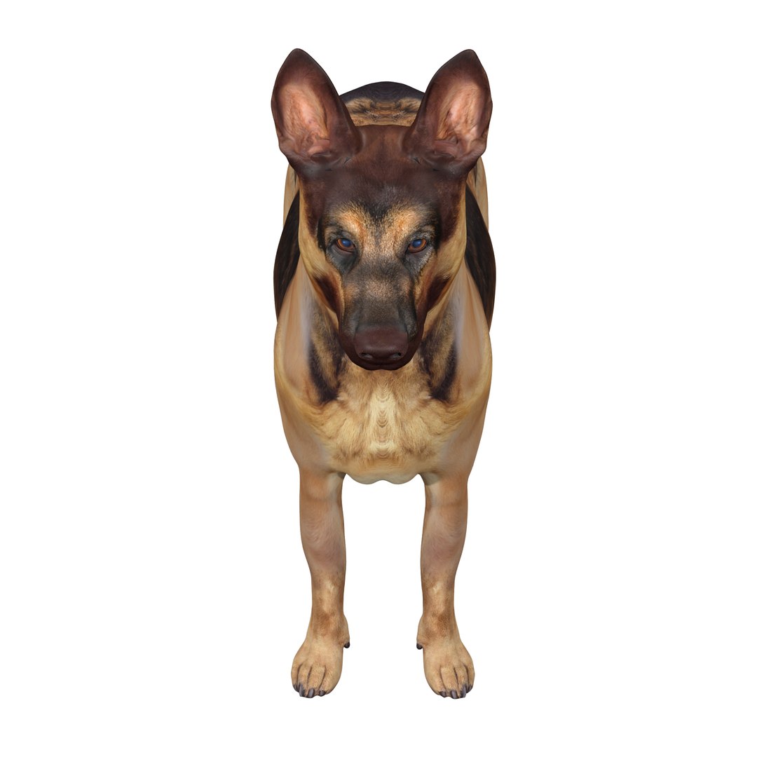 3D Model German Shepherd - Dog Rig - TurboSquid 1884771