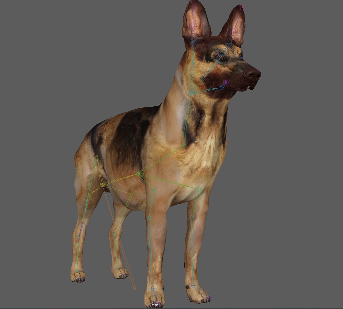 3D Model German Shepherd - Dog Rig - TurboSquid 1884771