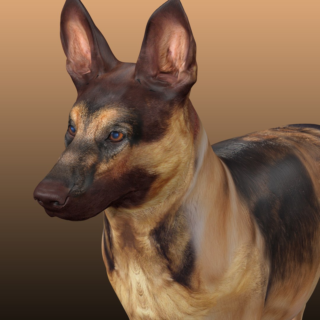 3D Model German Shepherd - Dog Rig - TurboSquid 1884771