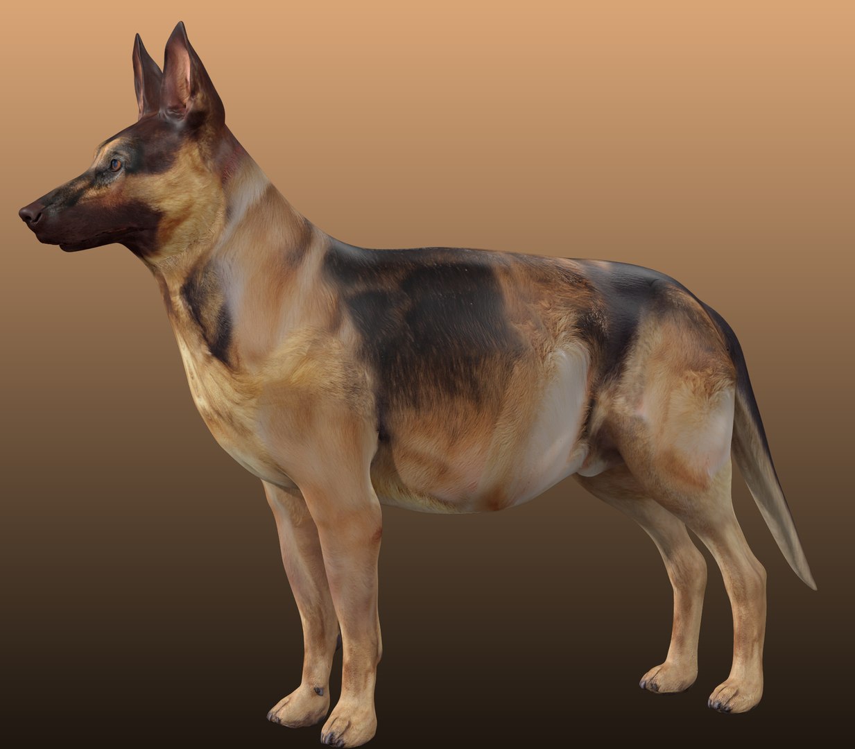 3D Model German Shepherd - Dog Rig - TurboSquid 1884771