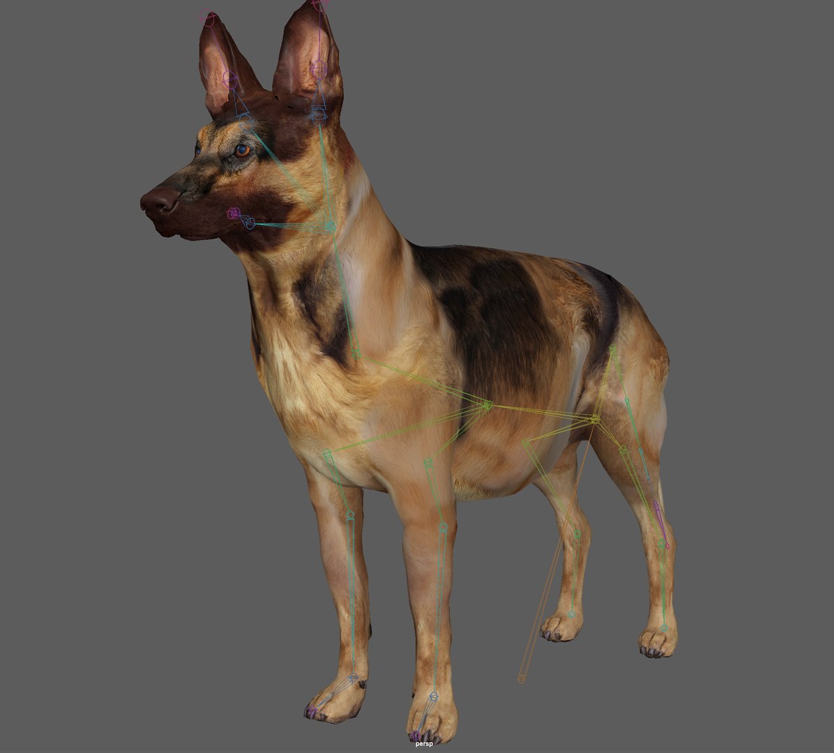 3D Model German Shepherd - Dog Rig - TurboSquid 1884771