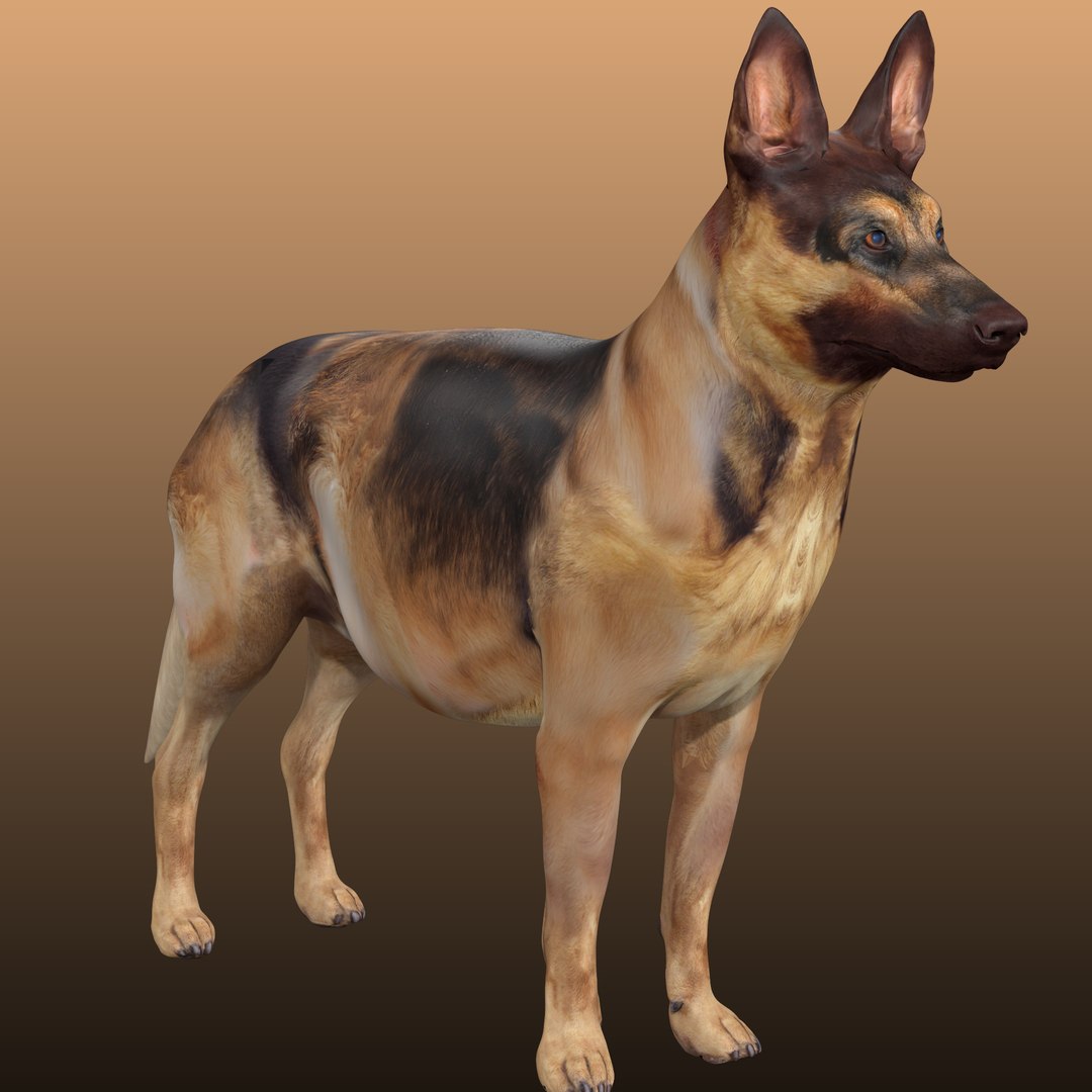 3D Model German Shepherd - Dog Rig - TurboSquid 1884771