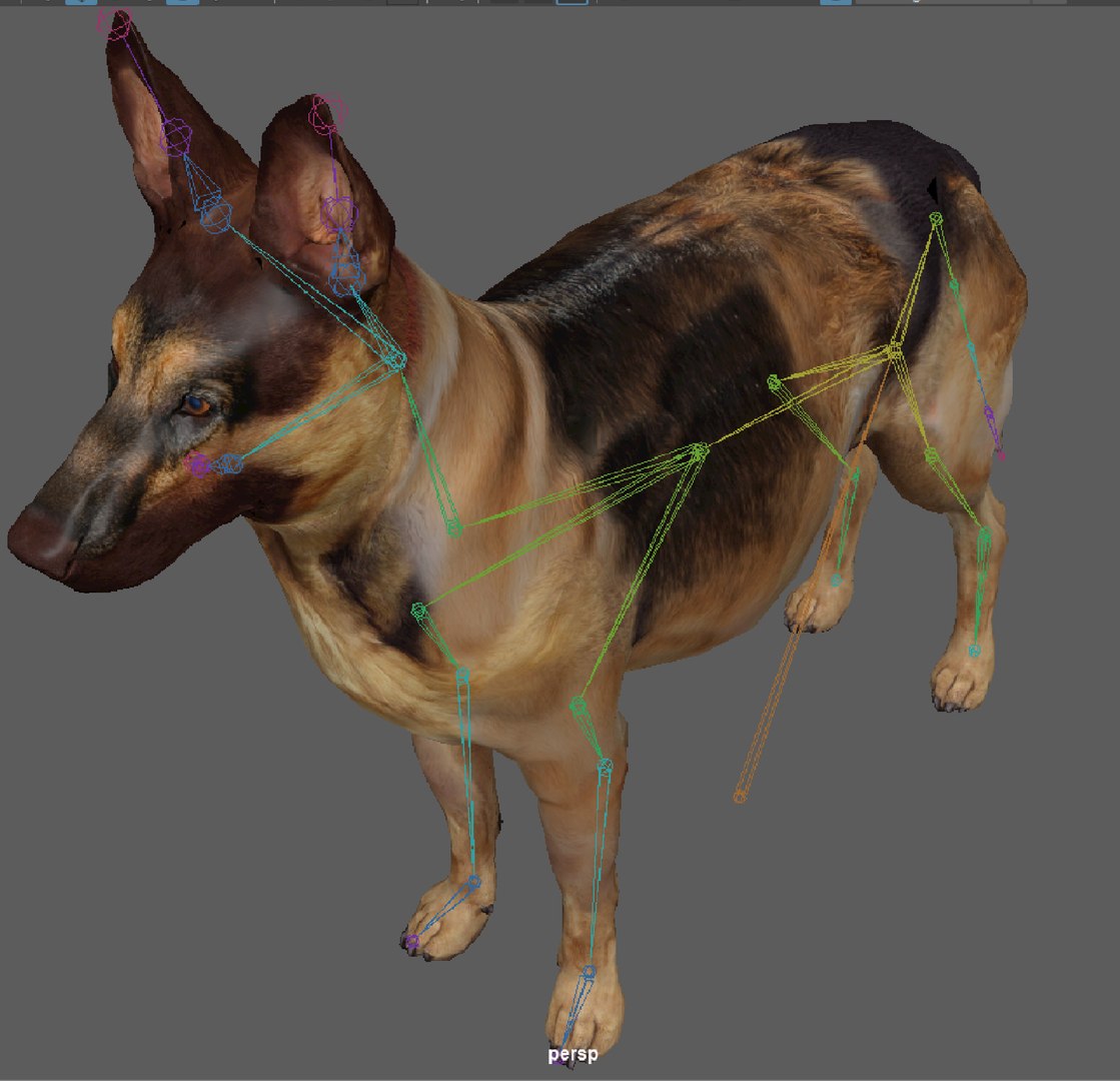 3D Model German Shepherd - Dog Rig - TurboSquid 1884771