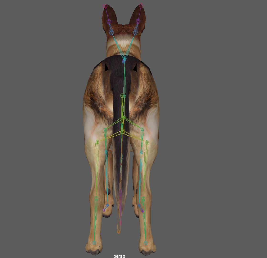 3D Model German Shepherd - Dog Rig - TurboSquid 1884771