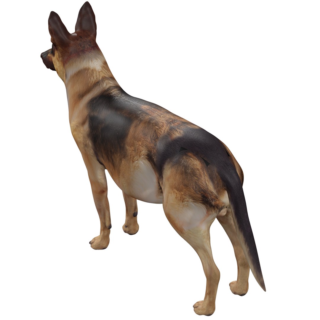 3D Model German Shepherd - Dog Rig - TurboSquid 1884771