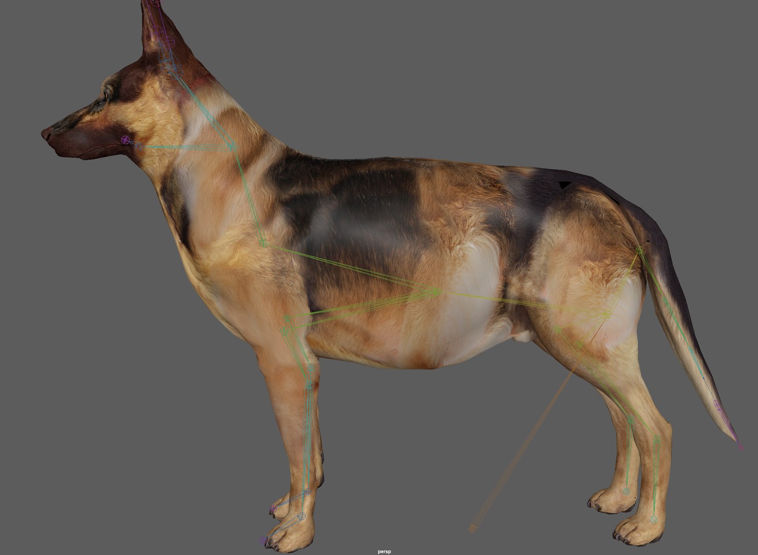 3D Model German Shepherd - Dog Rig - TurboSquid 1884771